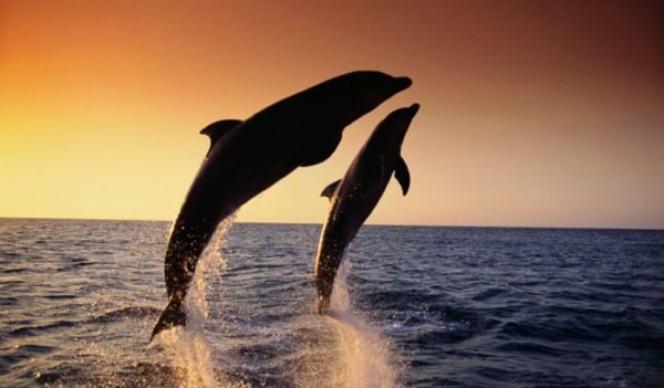 Dolphin Spotting In Goa - All About Goa