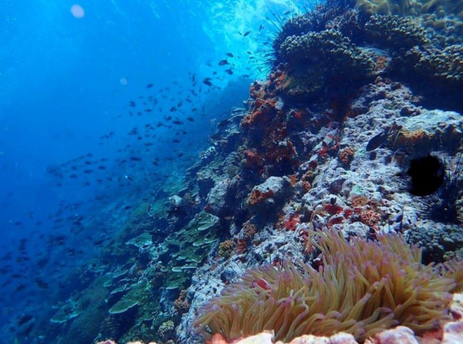 Best Places For Scuba Diving In Goa - All About Goa