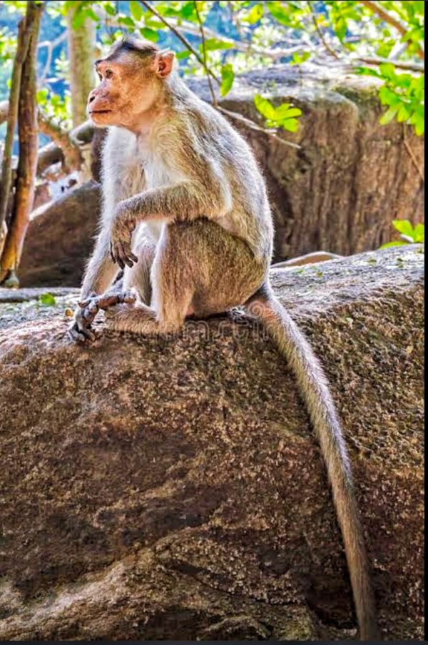 Top 7 Wildlife Sanctuaries In Goa