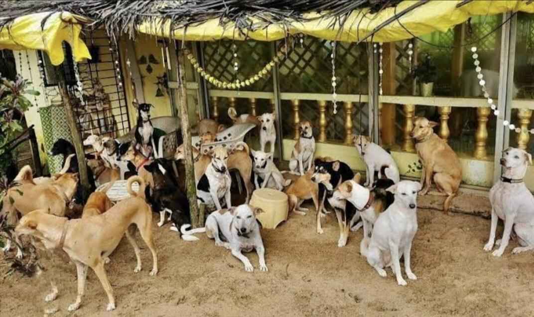 Mandrem Beach - How To Reach, Best Time & Tips | All About Goa