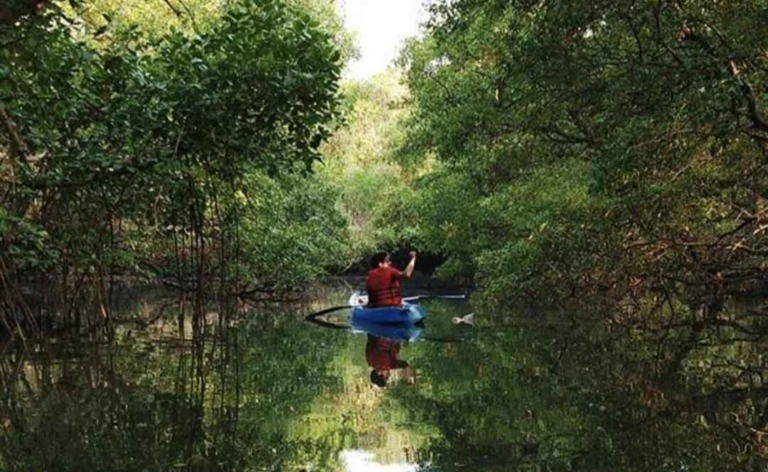 Mandrem Beach - How To Reach, Best Time & Tips | All About Goa